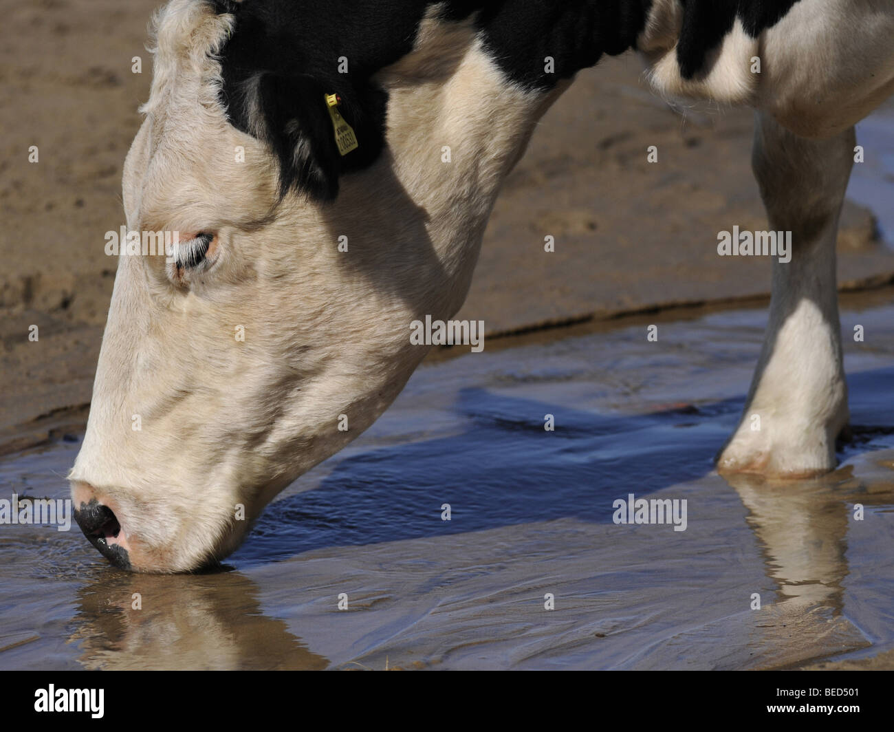 Cow drinking water on hi-res stock photography and images - Alamy