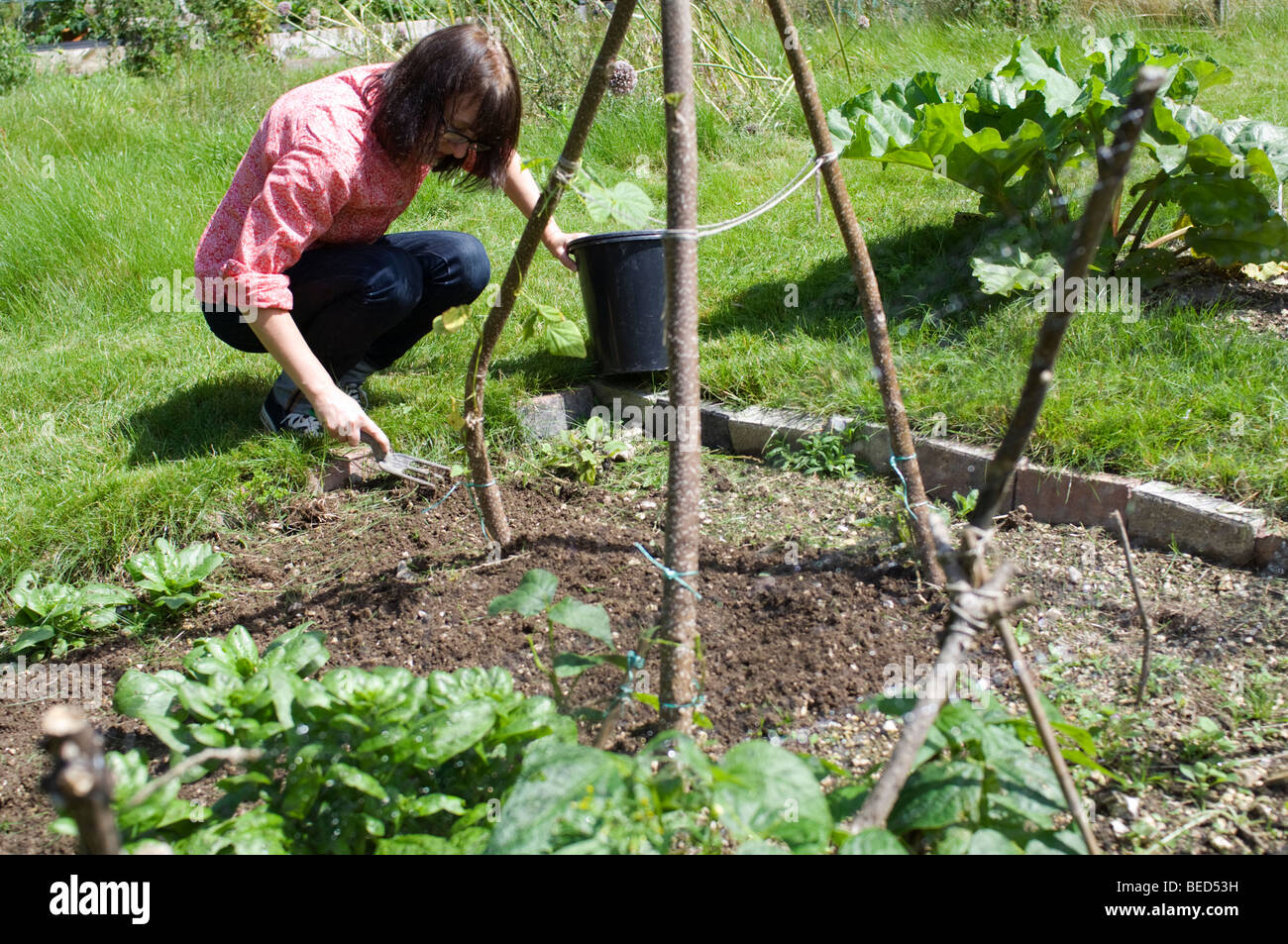Woman digging garden veg patch hi-res stock photography and images - Alamy