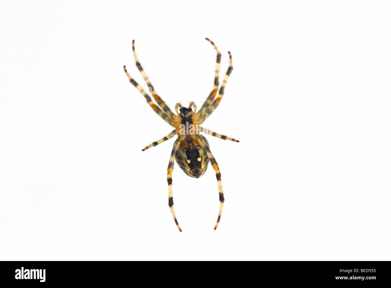 British garden spider Stock Photo - Alamy
