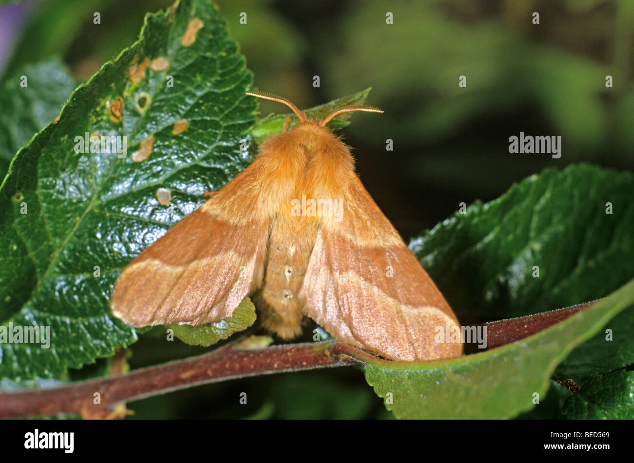Lackey Moth (Malacosoma neustria Stock Photo - Alamy