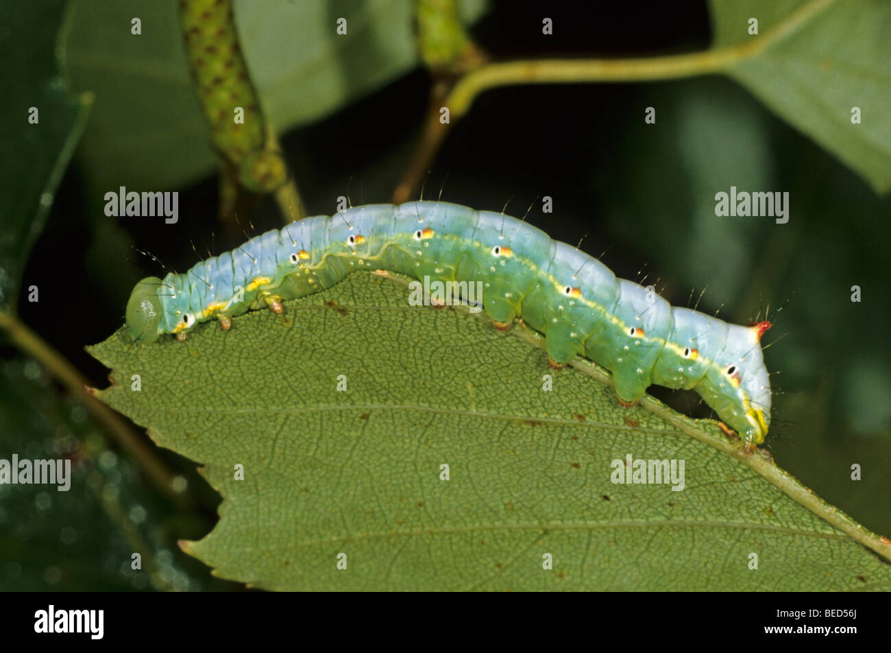 Coxcomb Prominent Caterpillar (Ptilodon capucina), eating Stock Photo ...