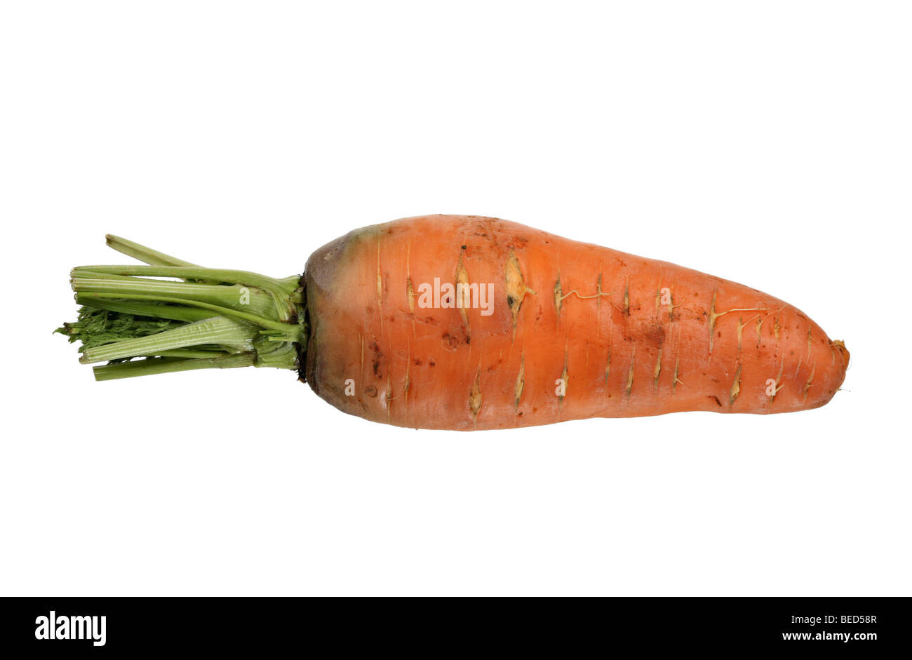 Very large organic carrot isolated on white background Stock Photo - Alamy