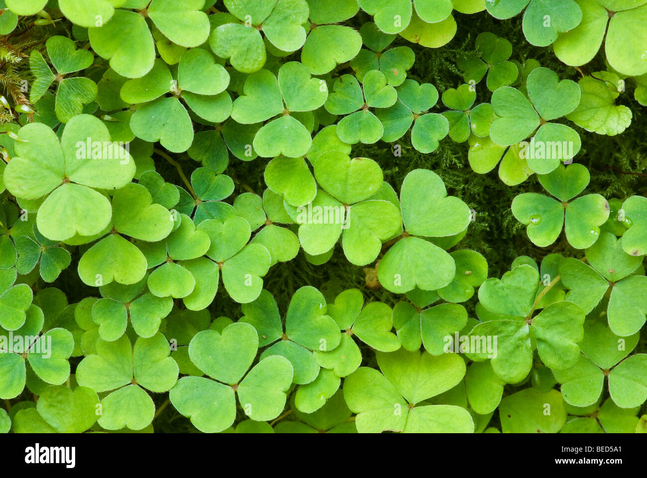 Clover shape hi-res stock photography and images - Alamy