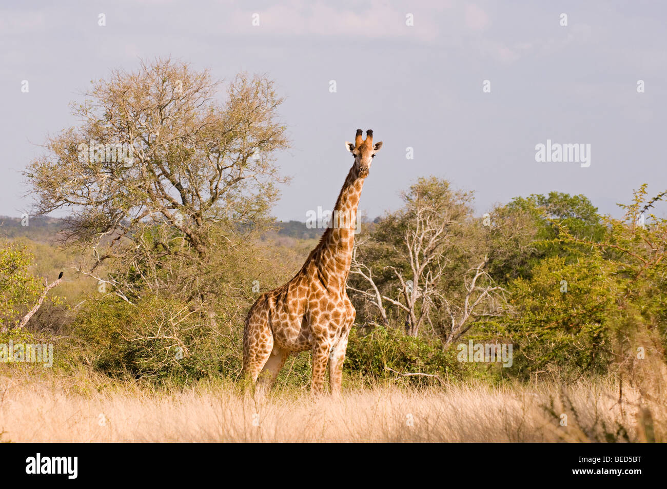 African Giraffe in the bush Stock Photo - Alamy