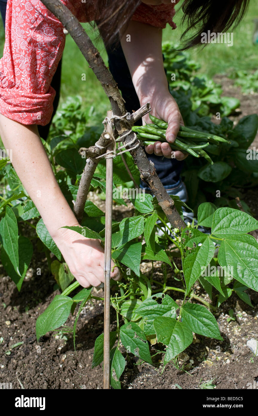 Picking french bean hi-res stock photography and images - Alamy
