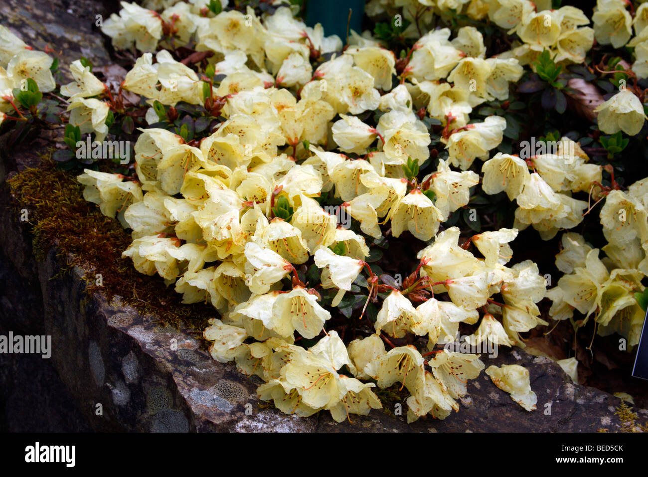 Rhododendron wren hi-res stock photography and images - Alamy