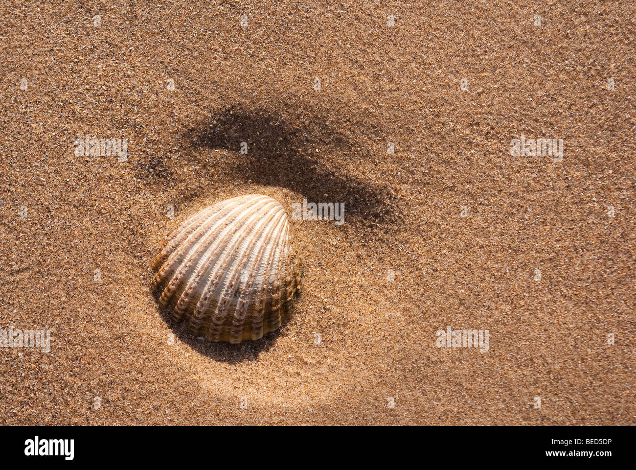 Cockle shell in sand Stock Photo - Alamy