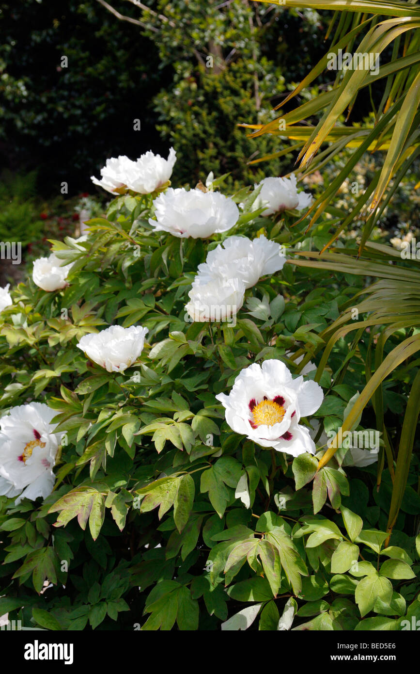 Paeony rockii hi-res stock photography and images - Alamy