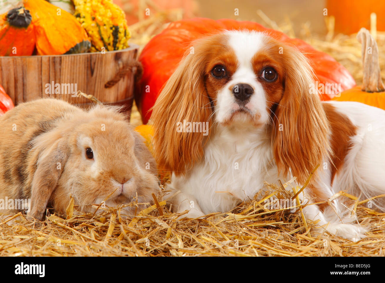 Two straw rabbits hi-res stock photography and images - Alamy