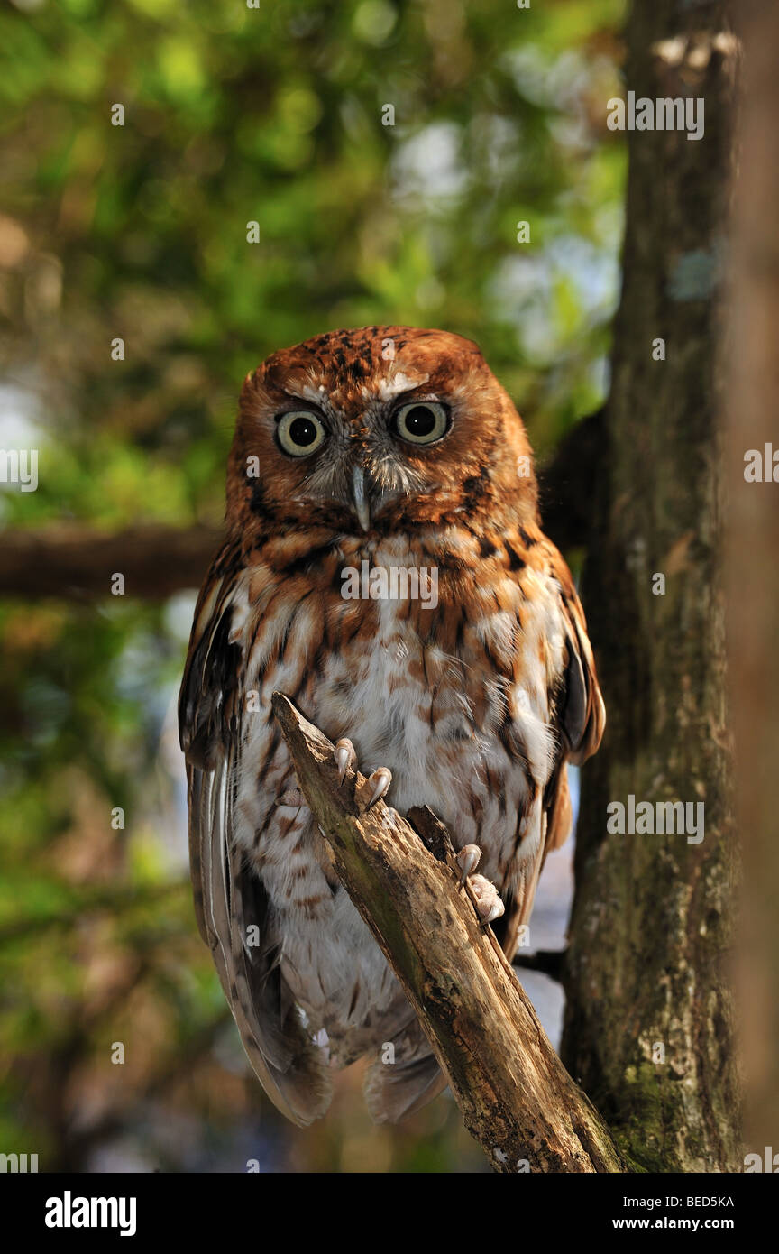 Eastern screech owl, Megascops asio, Florida, captive Stock Photo - Alamy