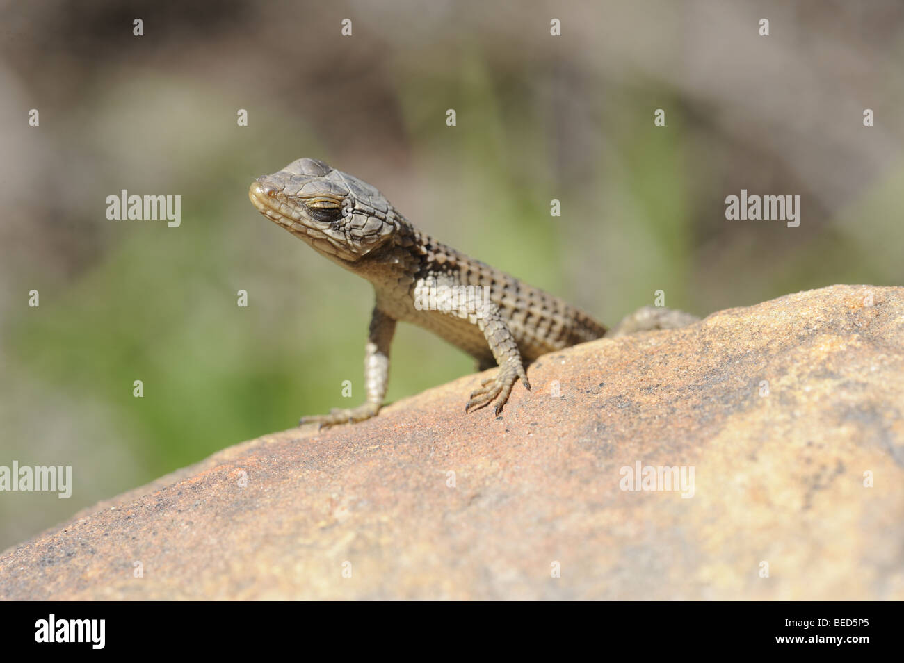 Cape Girdled Lizard Stock Photo - Alamy