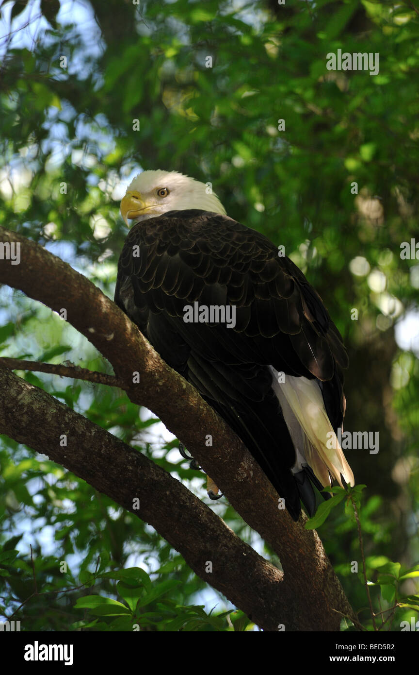 Bald Eagle, Haliaeetus leucocephalus, Florida, captive Stock Photo - Alamy