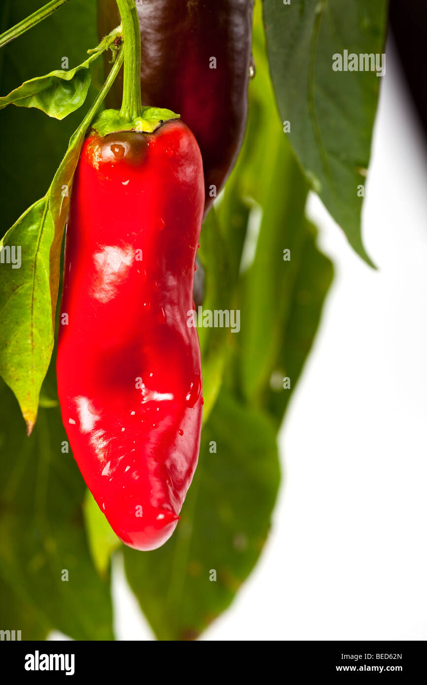 Peppers on a tree hi-res stock photography and images - Alamy