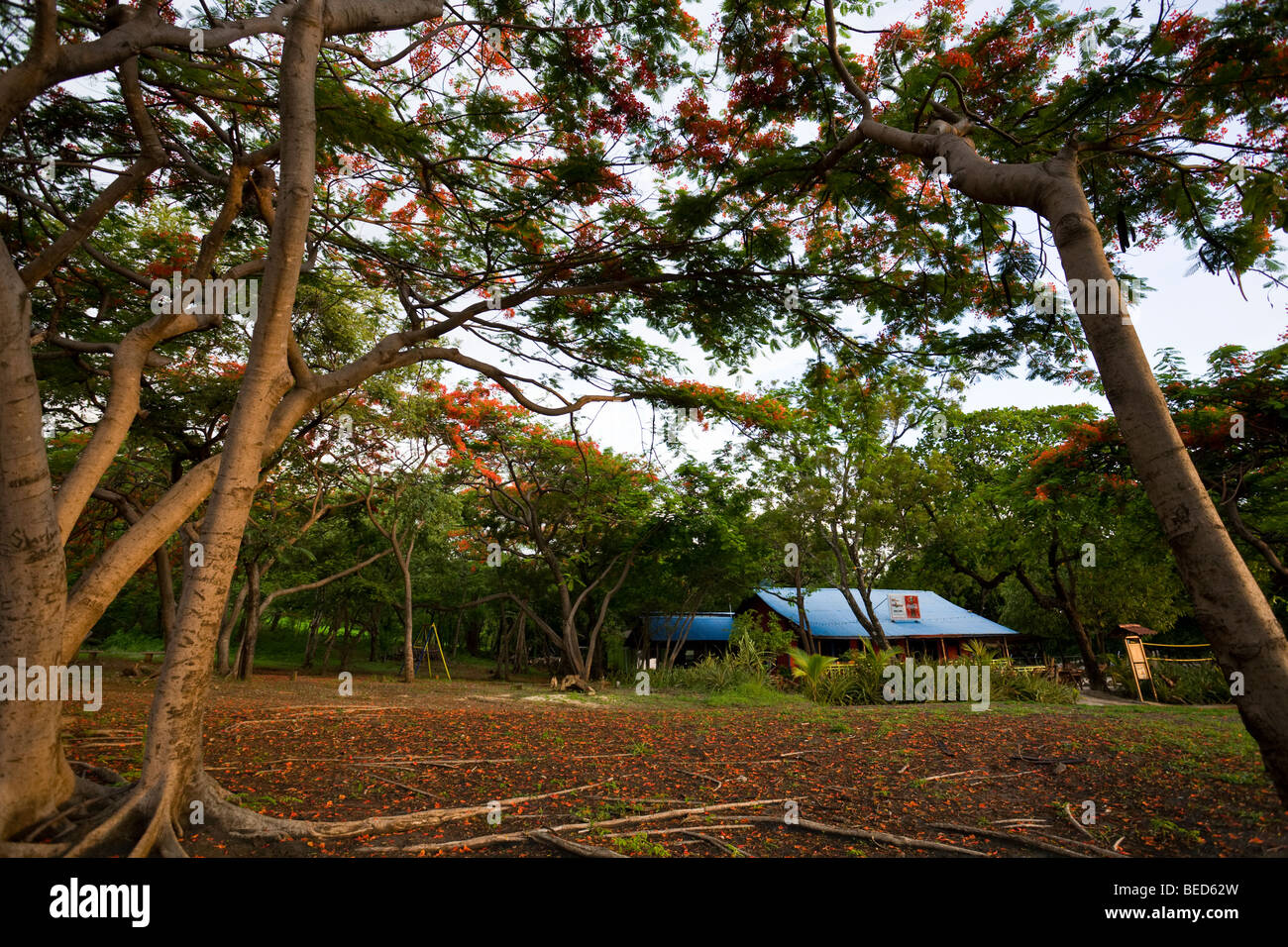 Father rooster costa rica hi-res stock photography and images - Alamy