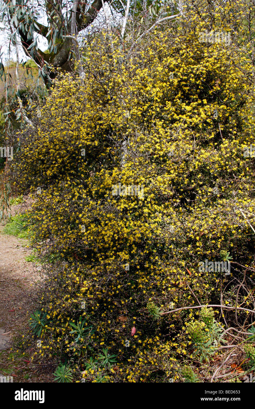 Corokia cotoneaster hi-res stock photography and images - Alamy