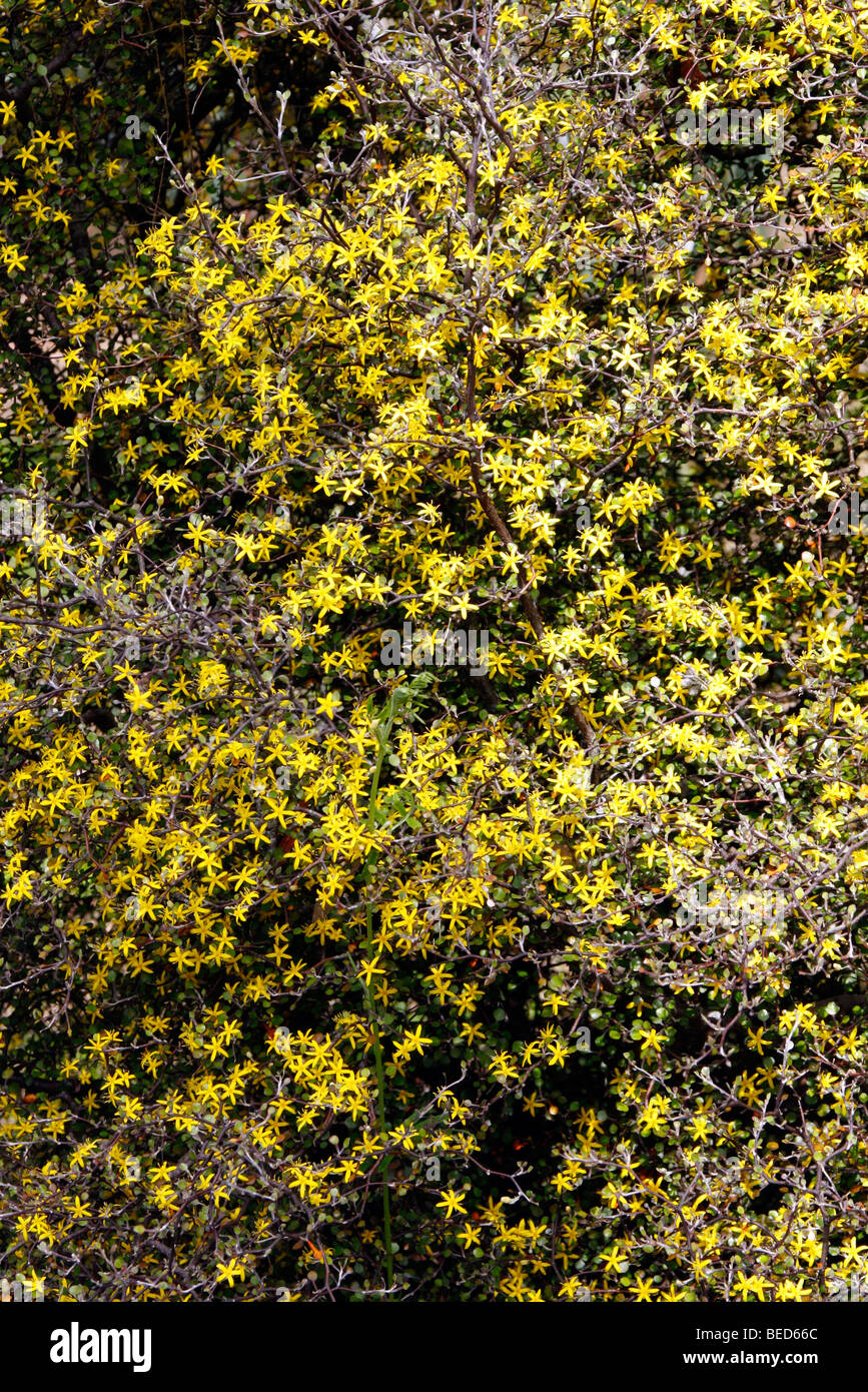 Corokia High Resolution Stock Photography and Images - Alamy