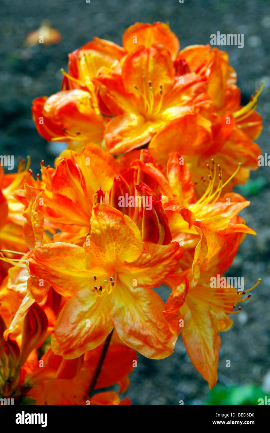 Orange Azalea High Resolution Stock Photography and Images - Alamy