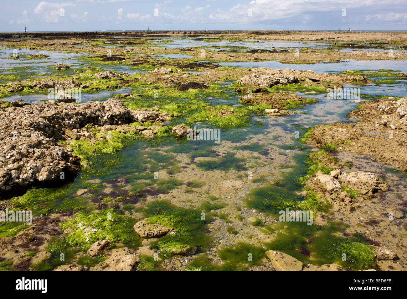 Coastal environment hi-res stock photography and images - Alamy