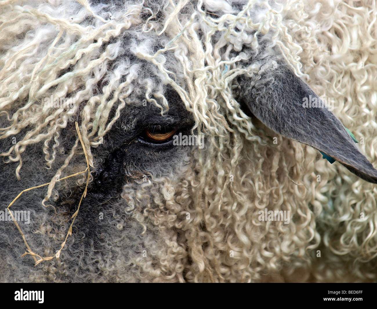 ram's eye close-up with frizzy fleece and straw in hair knots Stock ...