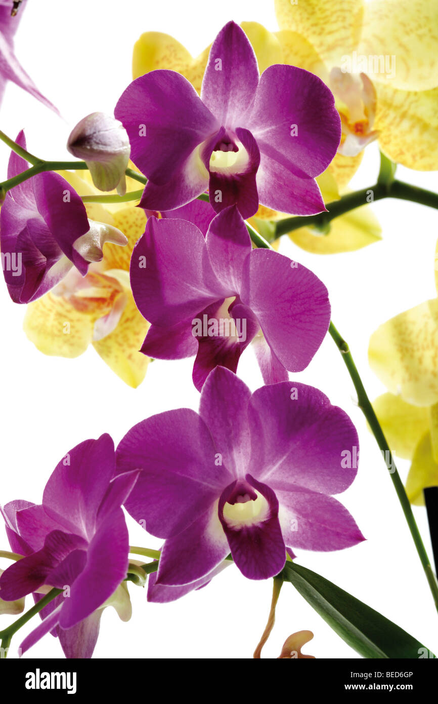 Orchids in blume hi-res stock photography and images - Alamy
