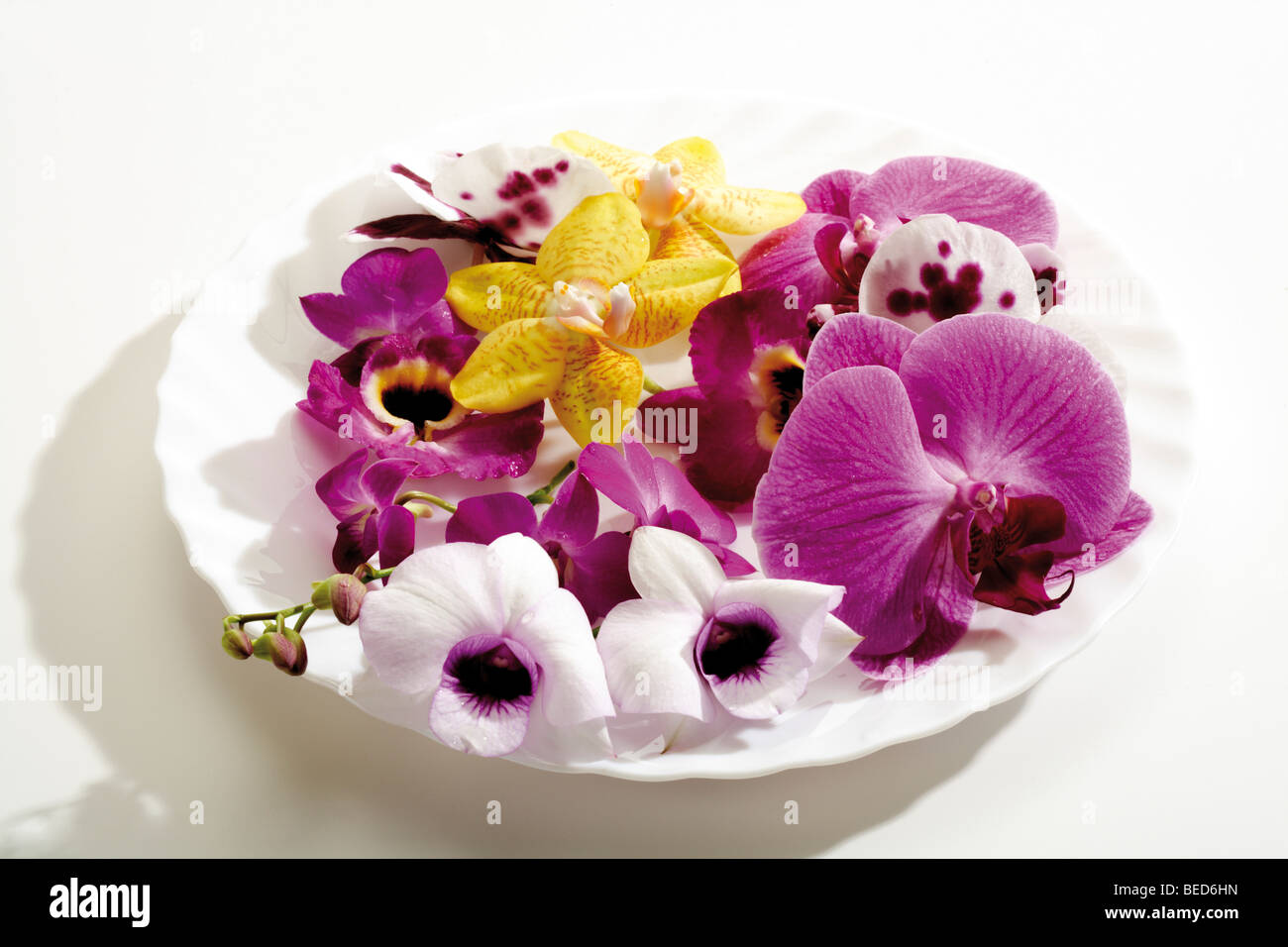 Orchids in blume hi-res stock photography and images - Alamy