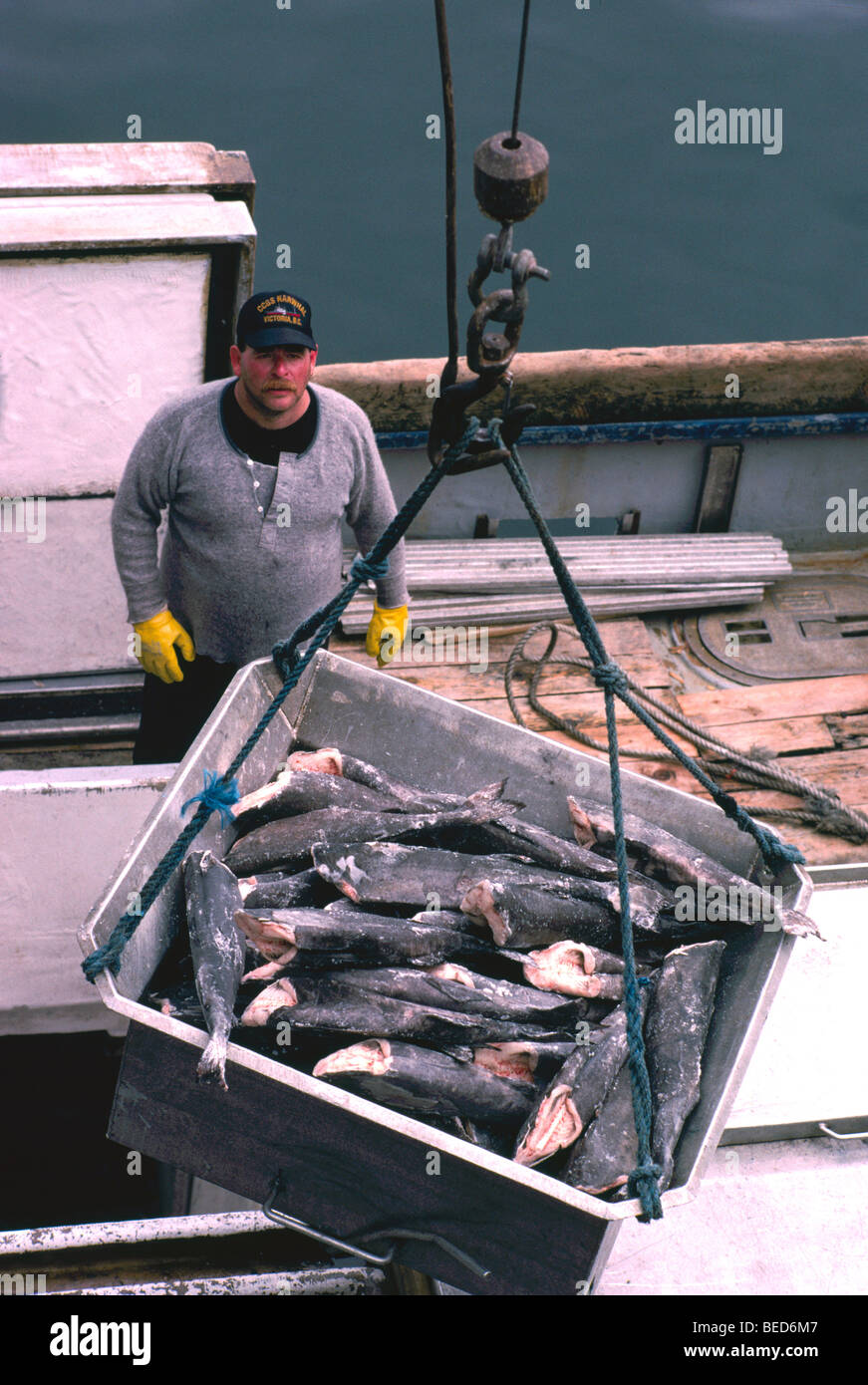 Fish harbour haul hi-res stock photography and images - Alamy
