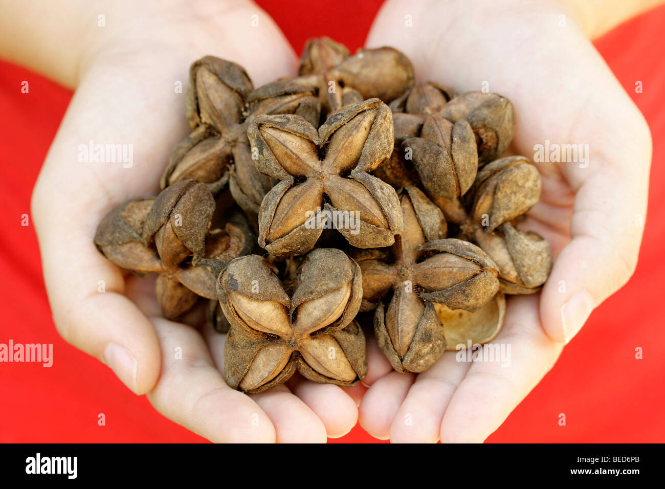 Sacha inchi plant hi-res stock photography and images - Alamy