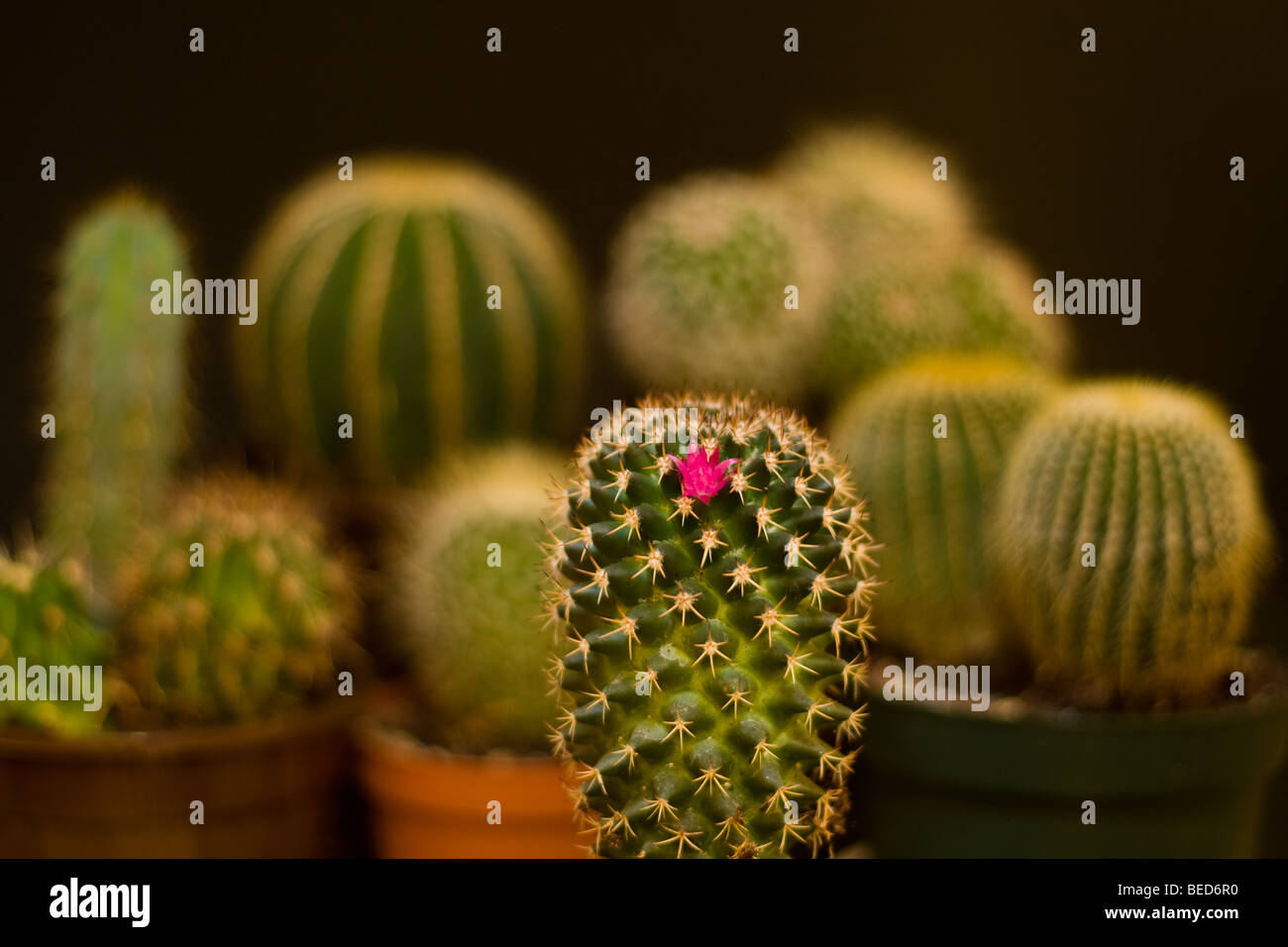 Collection of cacti hi-res stock photography and images - Alamy