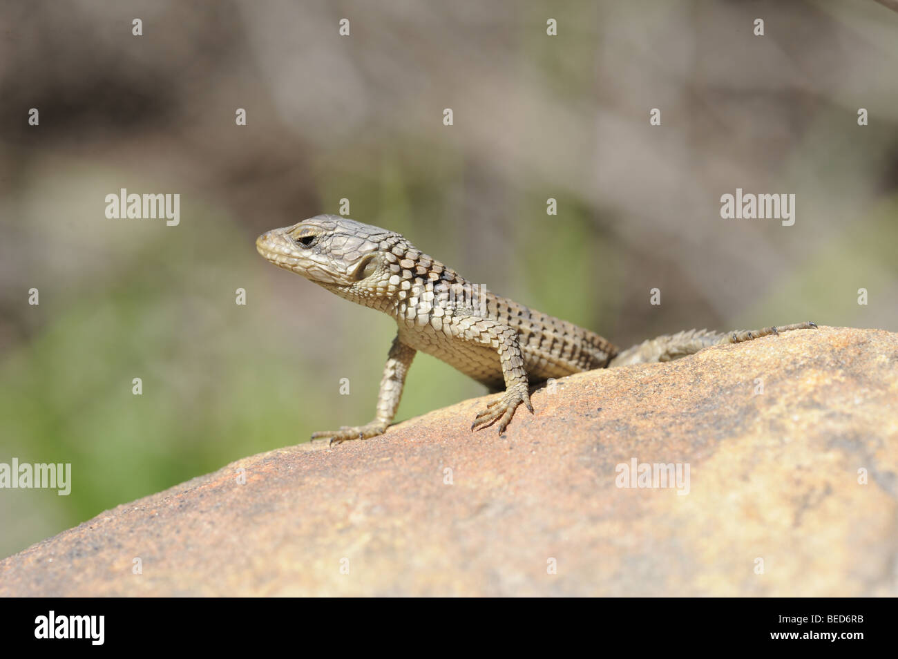 Cape Girdled Lizard Stock Photo - Alamy