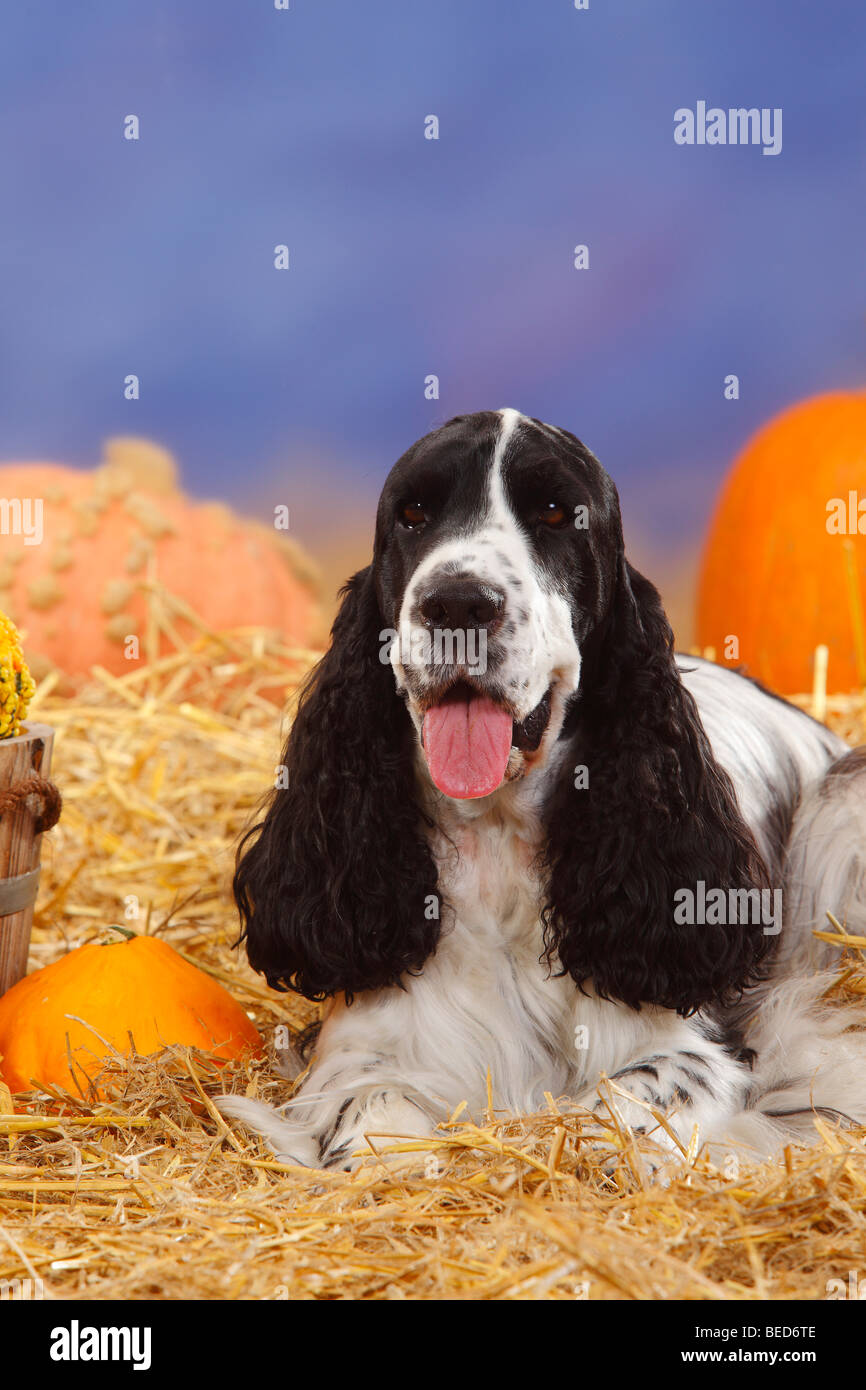 English Cocker Spaniel, black-and-white / straw, pumpkins Stock Photo ...
