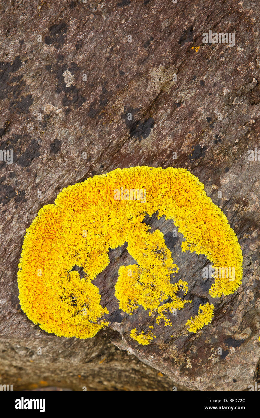 Bright yellow Lichen growing on granite rock, Scotland Stock Photo - Alamy