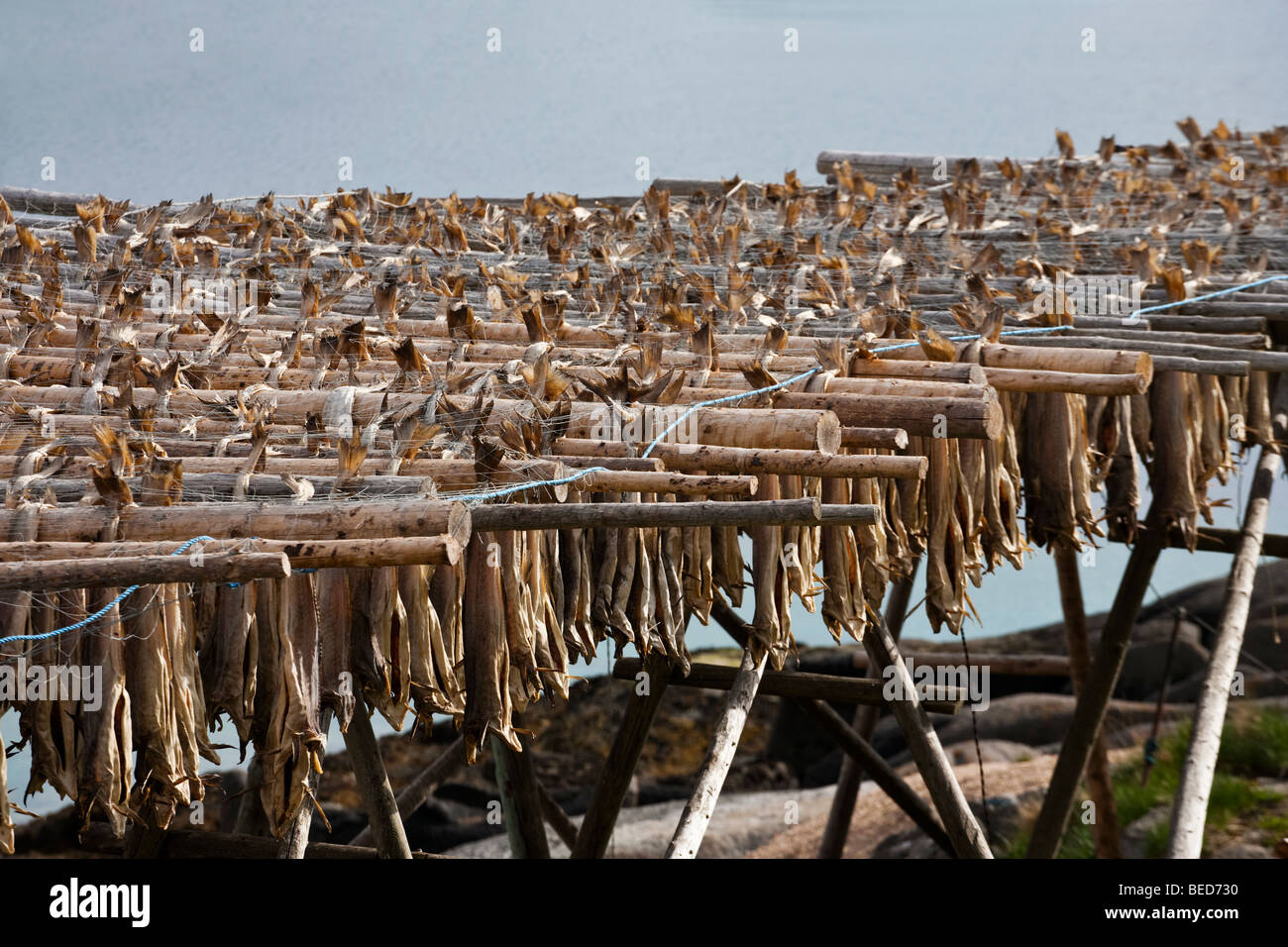 Cod stockfish hanging on flakes Stock Photo - Alamy