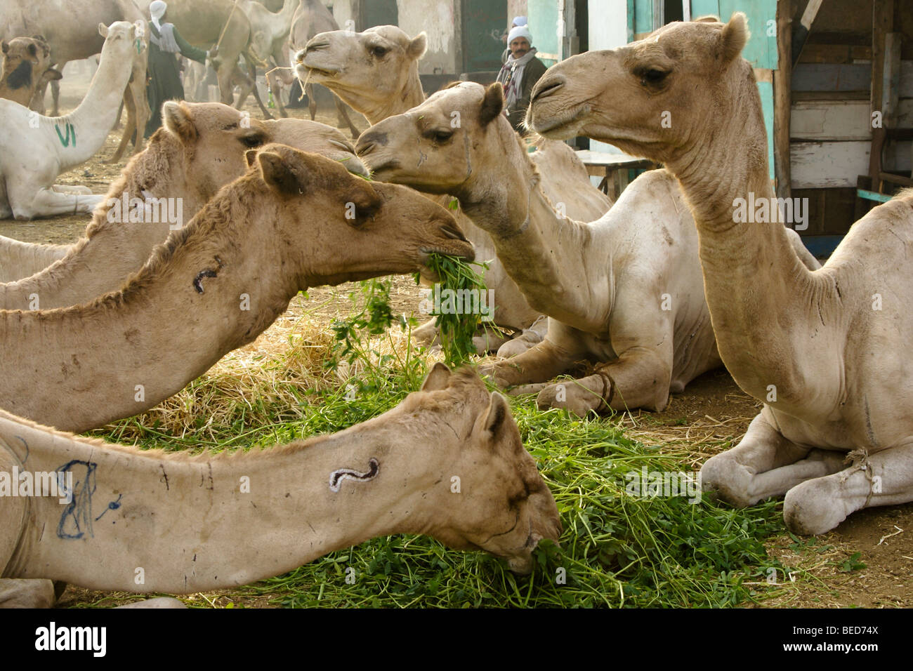 Camel Egypt Eating High Resolution Stock Photography and Images - Alamy