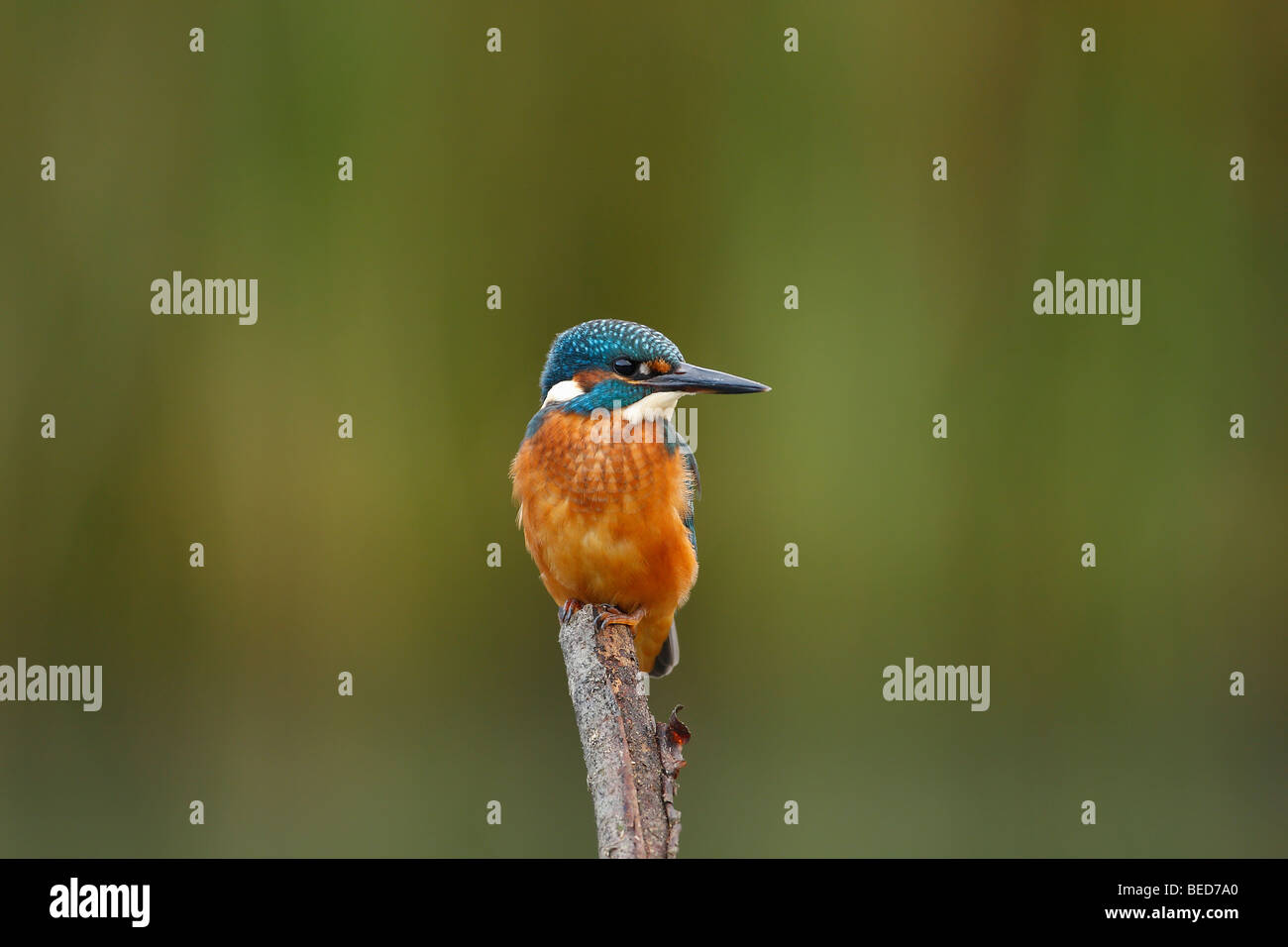 Alcedo atthis male hi-res stock photography and images - Alamy