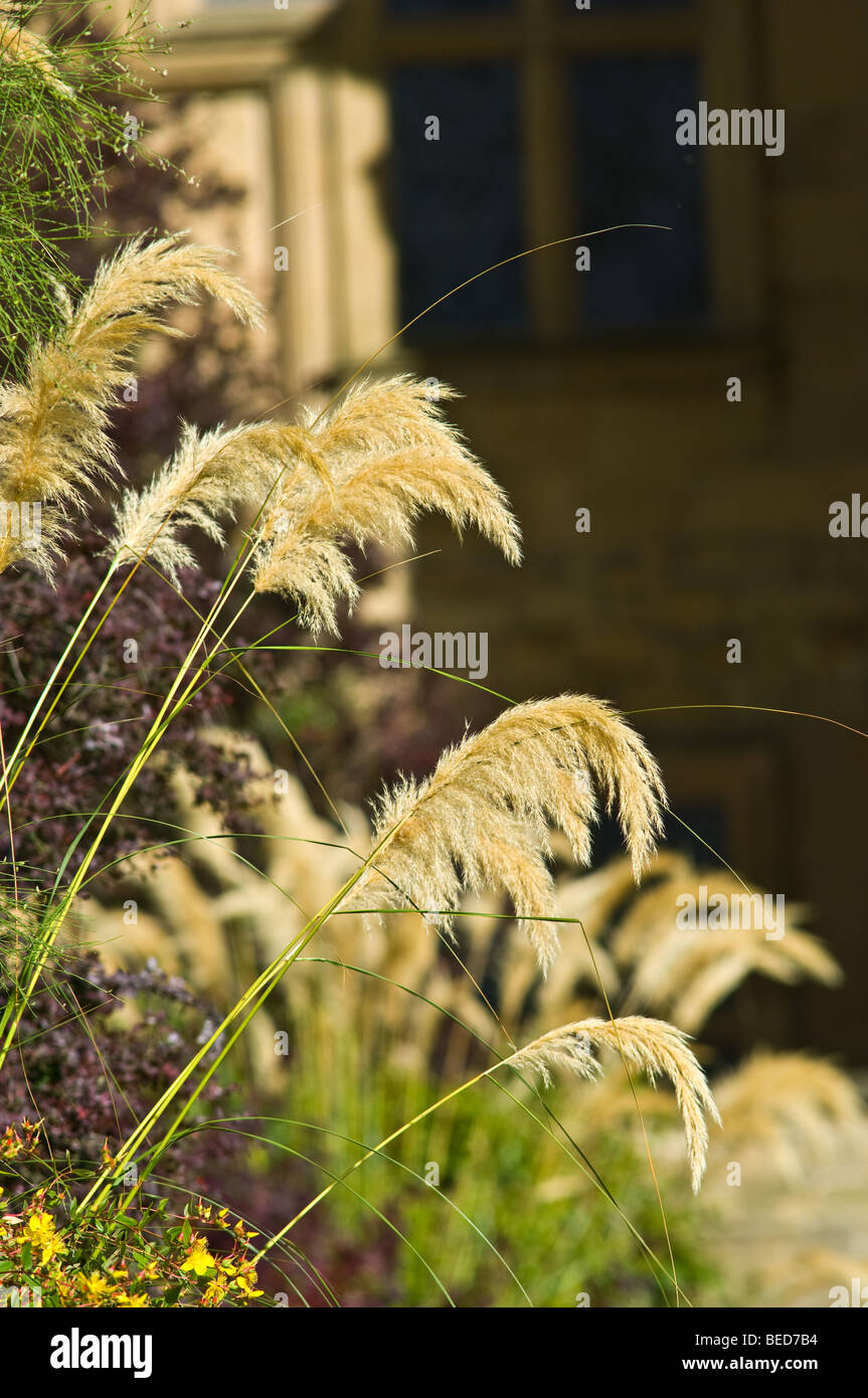 Pampas grass panicle hi-res stock photography and images - Alamy