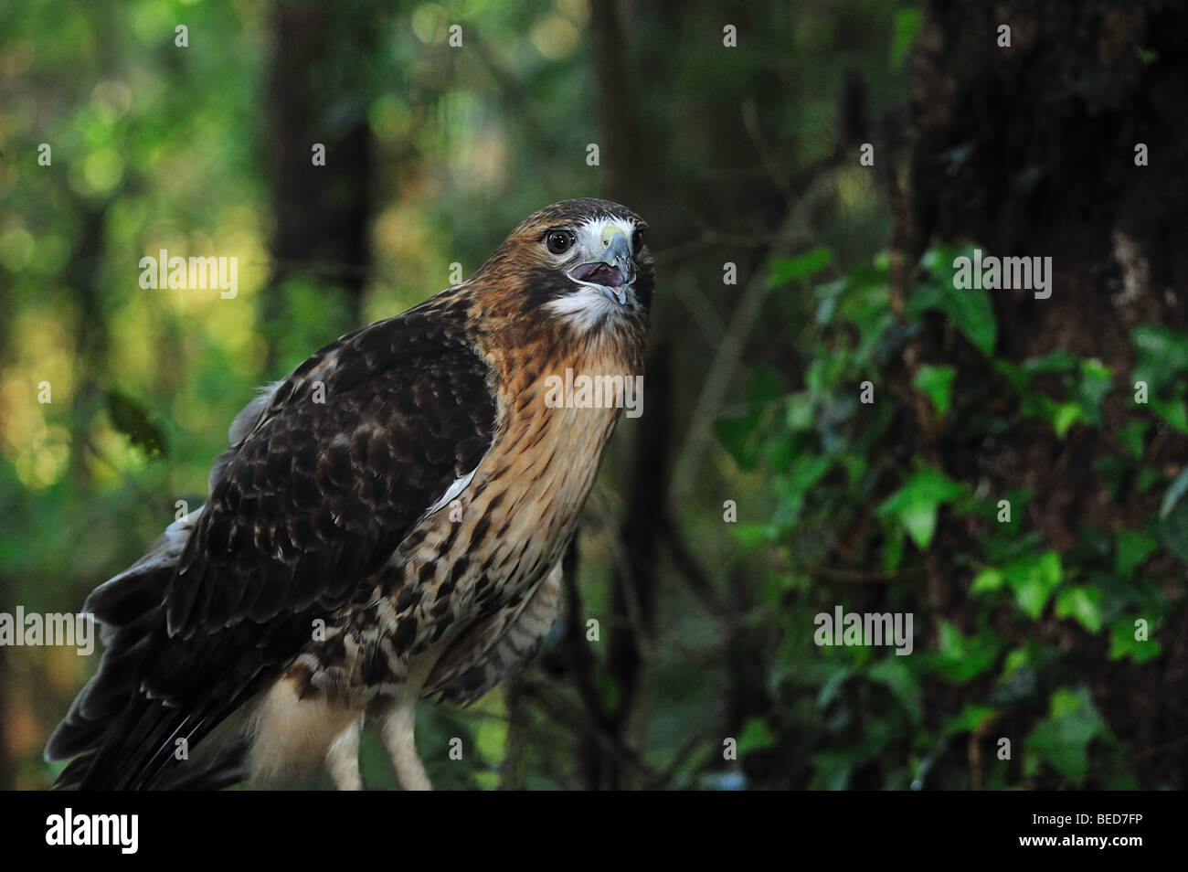 Red-tailed hawk, Buteo jamaicensis, Florida, captive Stock Photo - Alamy