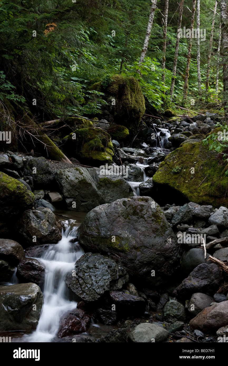 A free flowing stream cascades down the slope in the Mt. Baker National ...