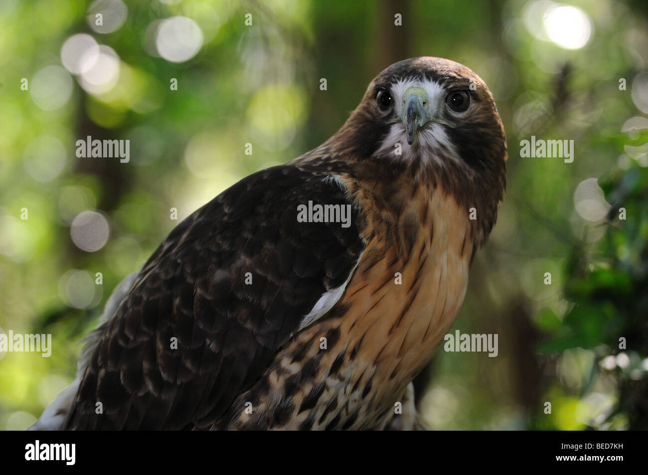 Red-tailed hawk, Buteo jamaicensis, Florida, captive Stock Photo - Alamy