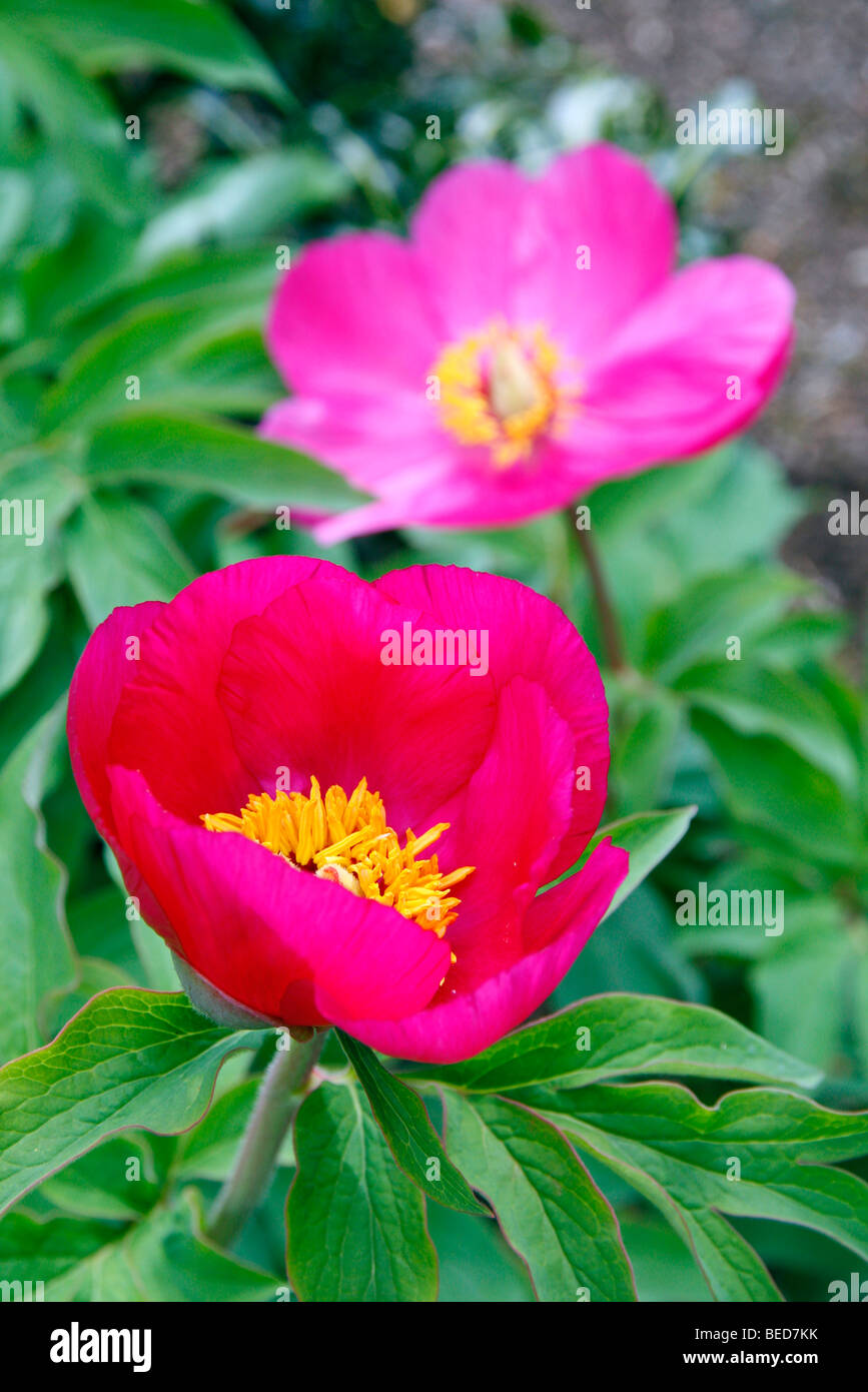 Paeonia officinalis subsp microcarpa hi-res stock photography and ...
