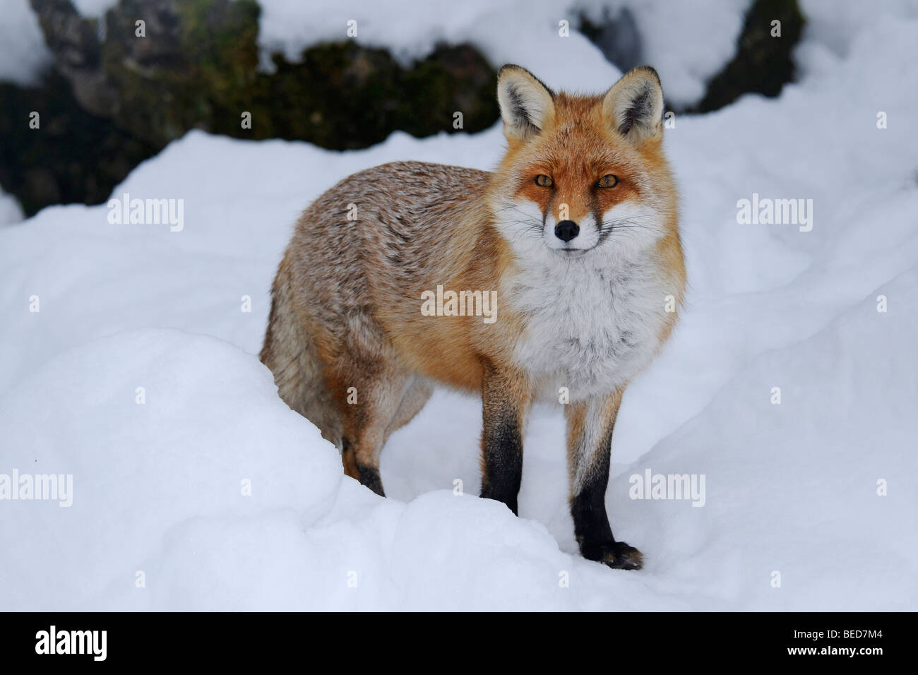 Foxes mating hi-res stock photography and images - Alamy