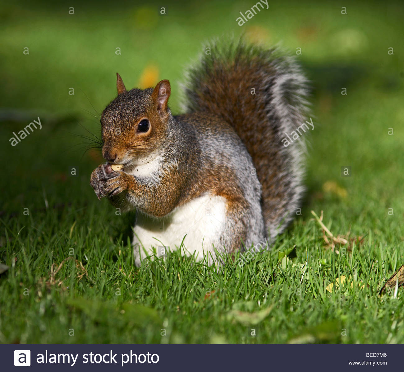 Grey Squirrel eating nut Stock Photo - Alamy