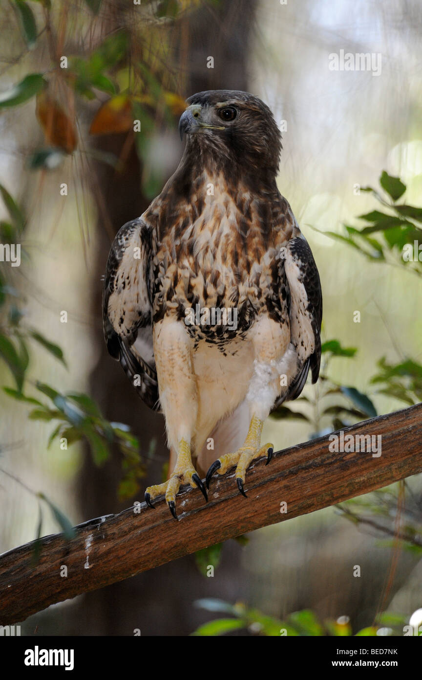 Red-tailed hawk, Buteo jamaicensis, Florida, captive Stock Photo - Alamy