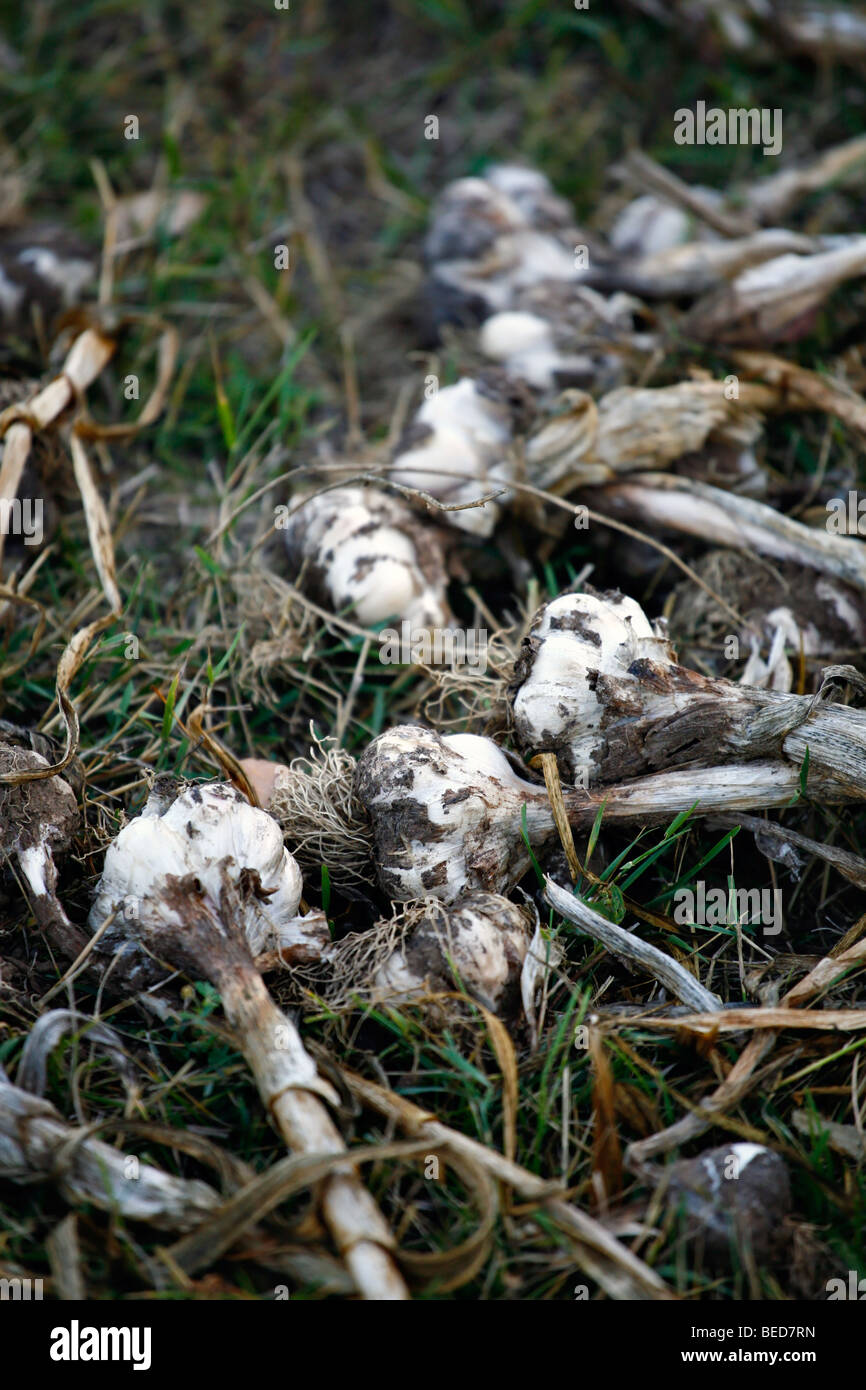 Heads of garlic laying out on the ground after harvest Stock Photo - Alamy