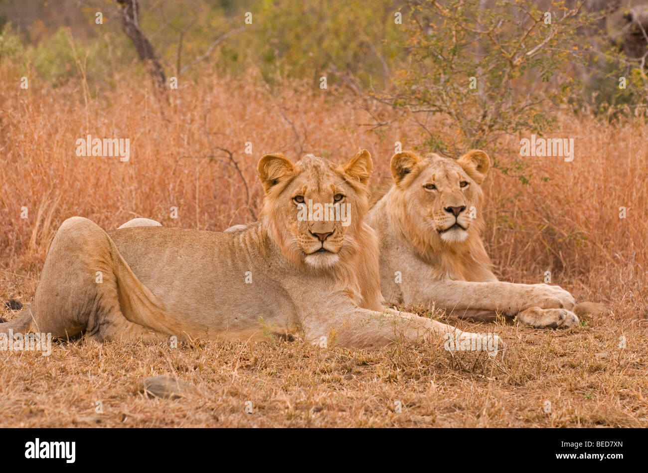 Two young male lions relaxing Stock Photo - Alamy