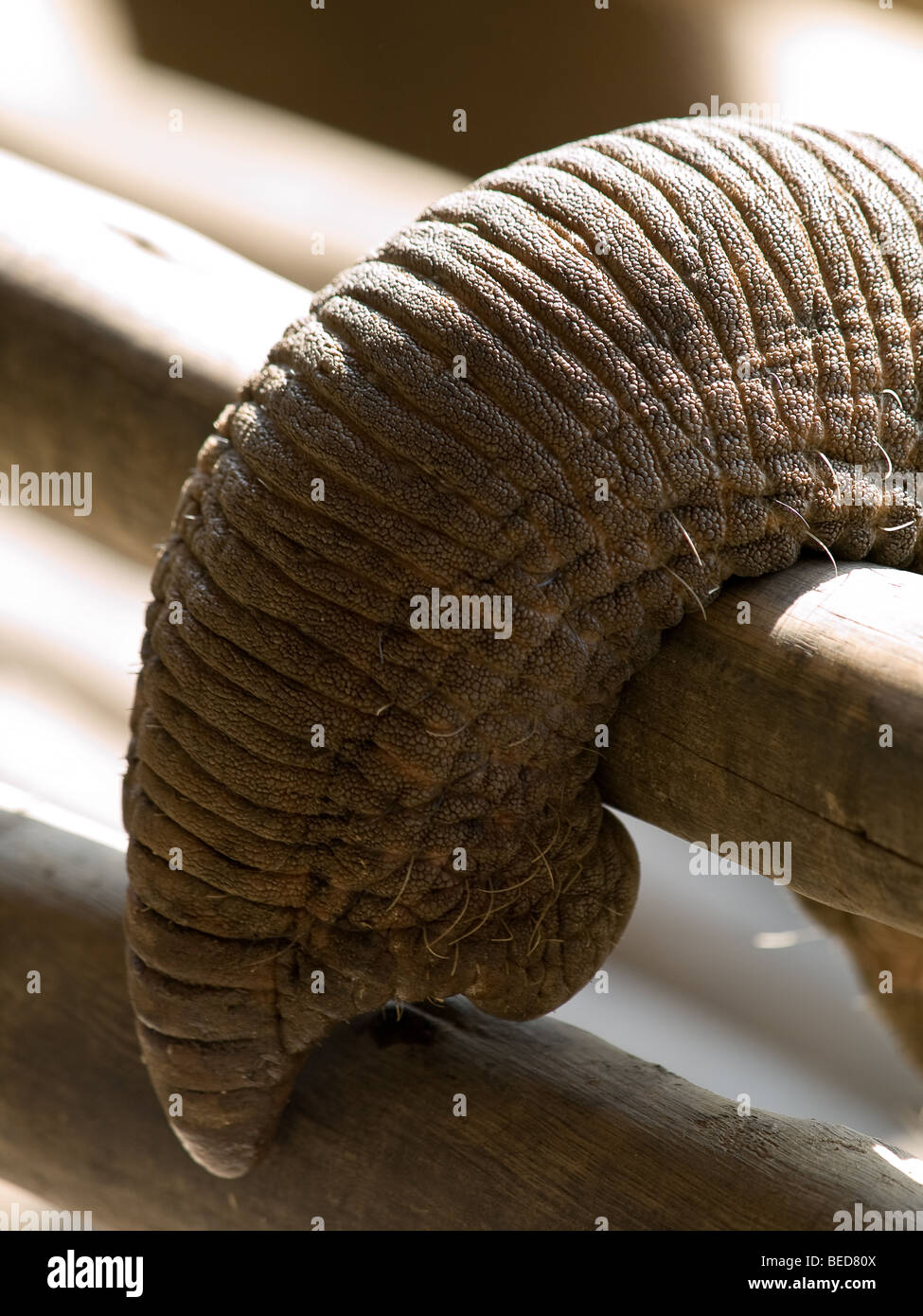 Asian Elephant Trunk on wooden poles Stock Photo - Alamy