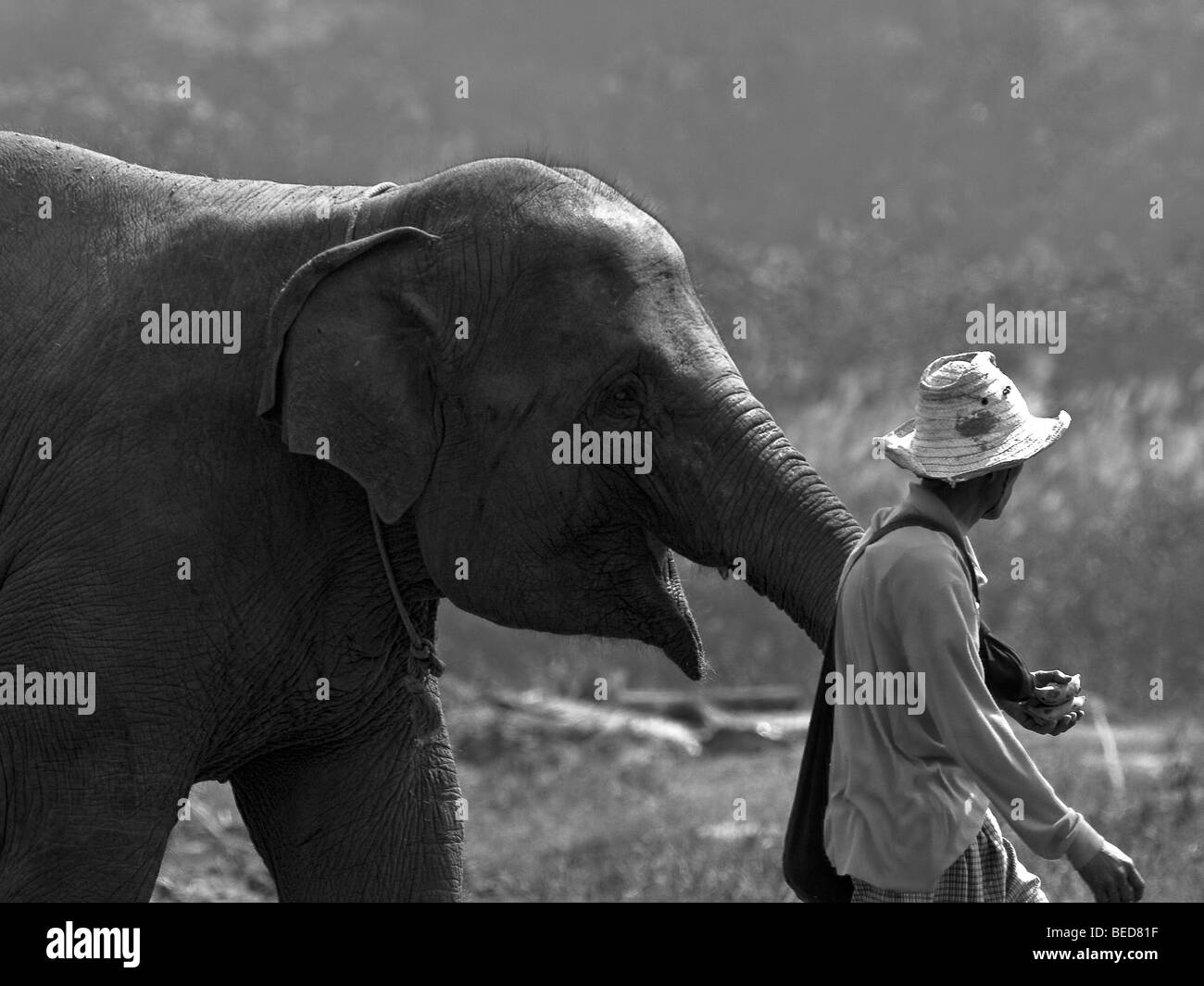 black and white elephant with Mahout Stock Photo - Alamy