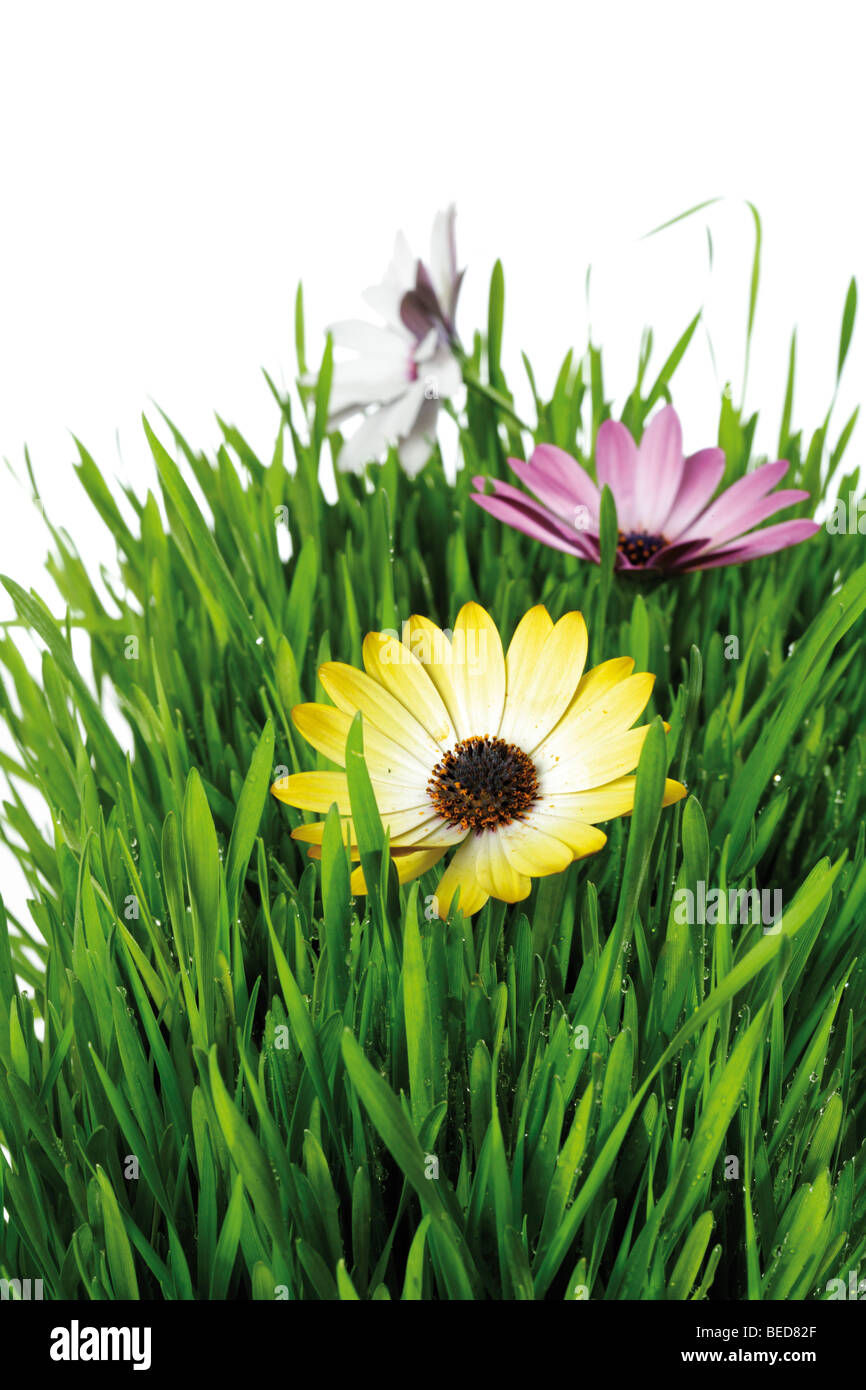 Grass and flowers, Glandular Cape Marigold (Dimorphotheca sinuata Stock ...