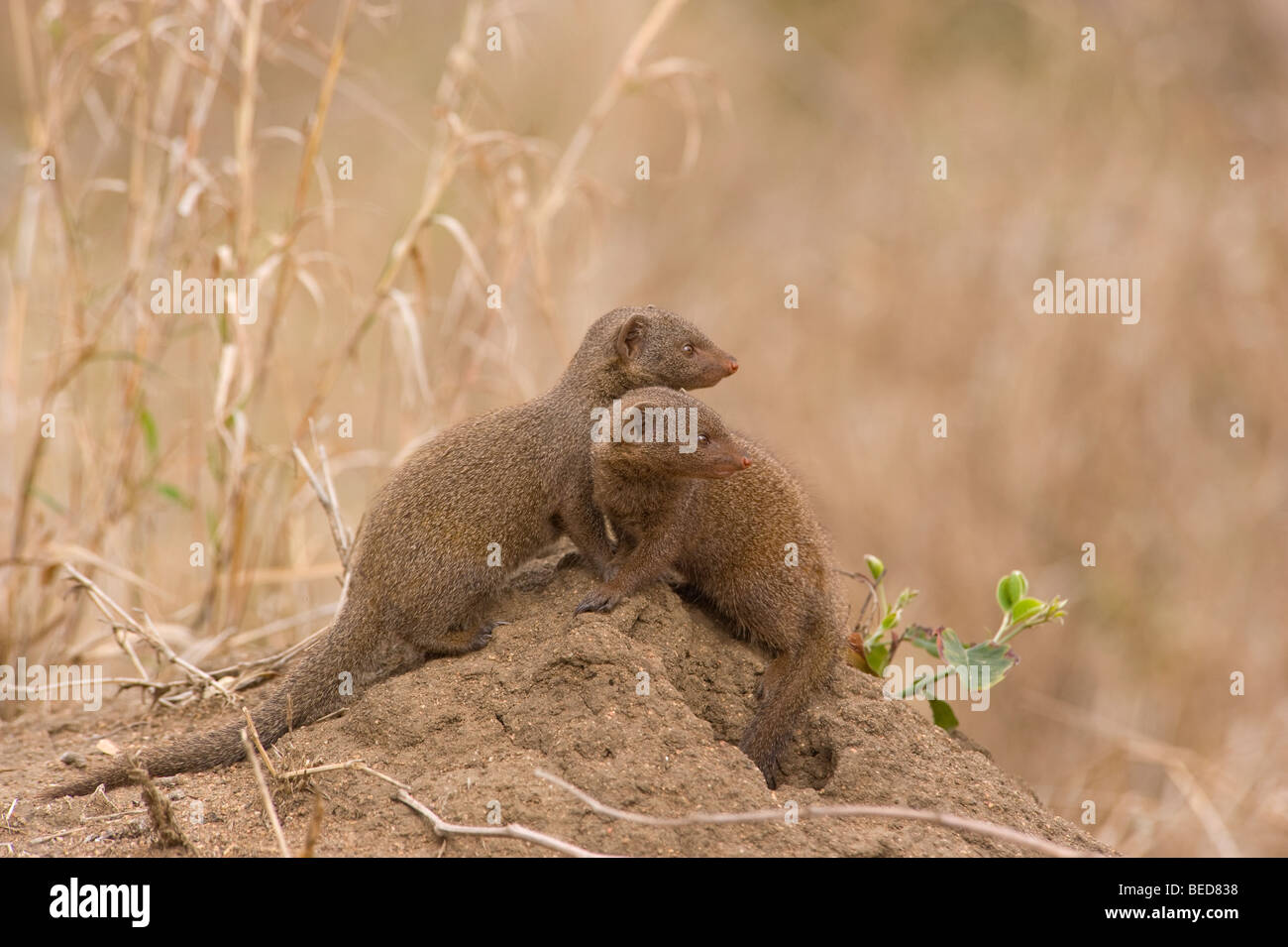 South african mongoose hi-res stock photography and images - Alamy