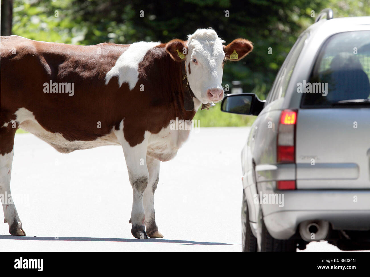 Car cow on road in hi-res stock photography and images - Alamy