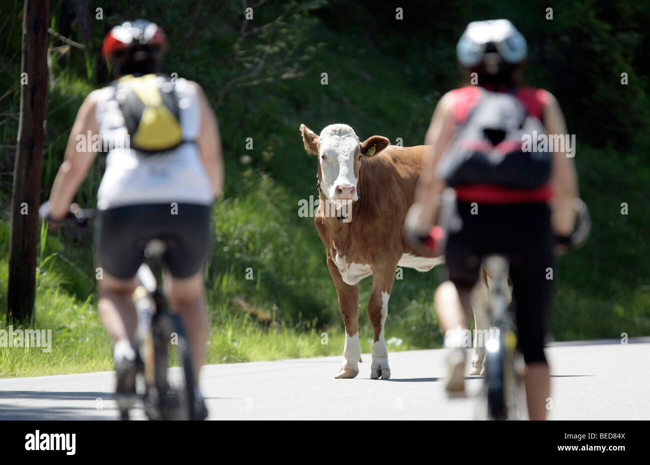 Cyclists with a cow on a road in Eng, Tyrol, Austria, Europe Stock ...
